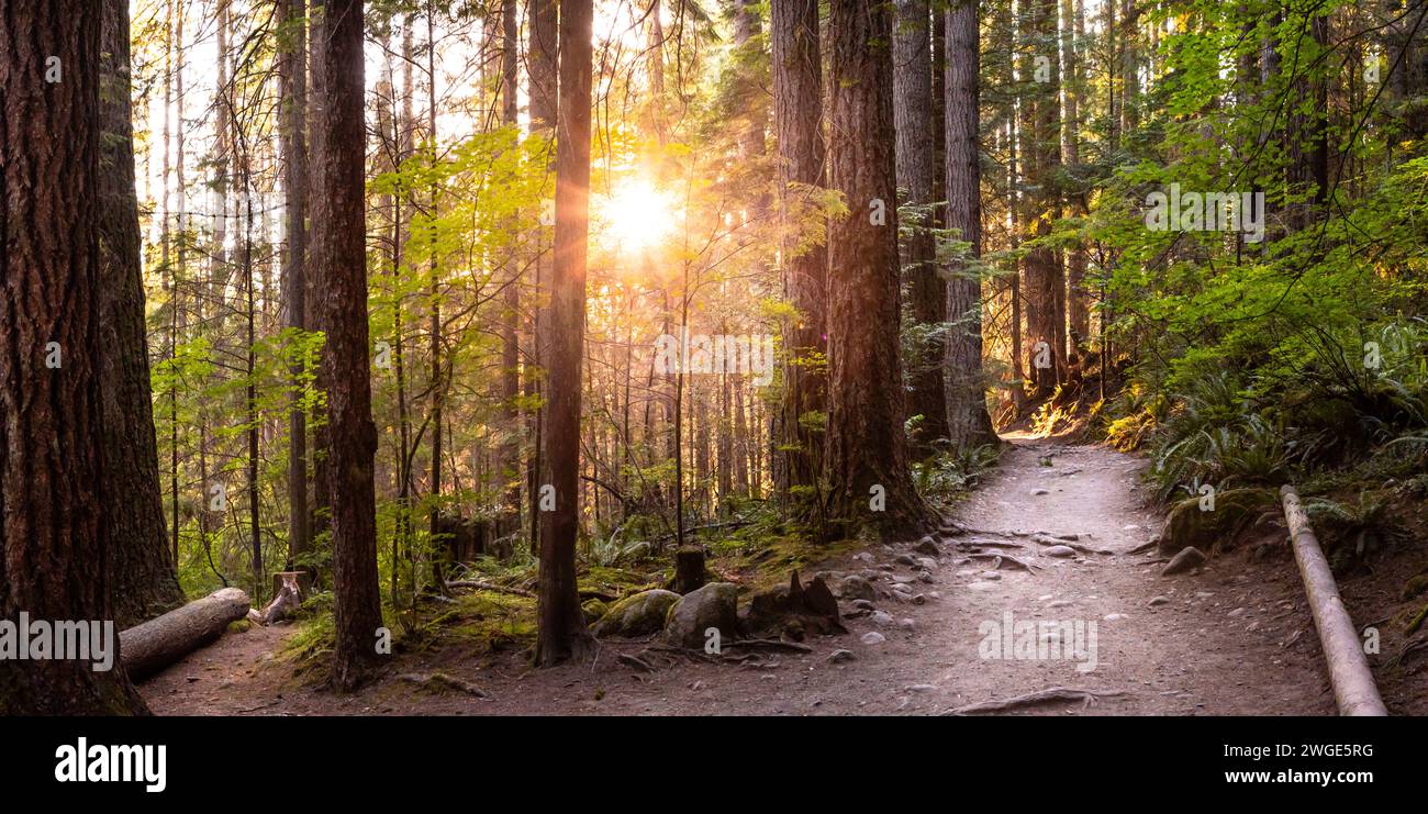 Lush forest trail with sunlight coming through trees, walking path ...