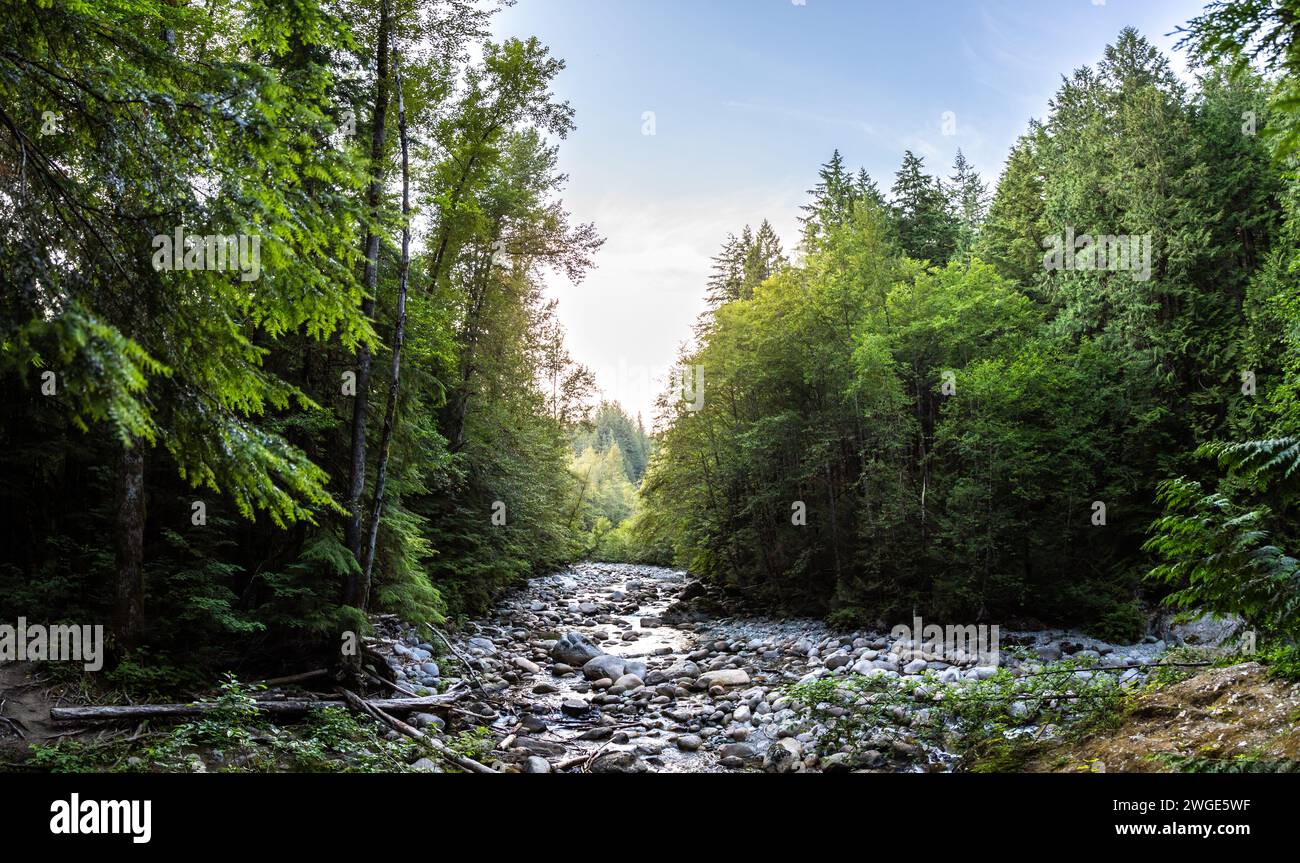 Beautiful forest creek in the summer, Lynn Valley Canyon Park, nature ...