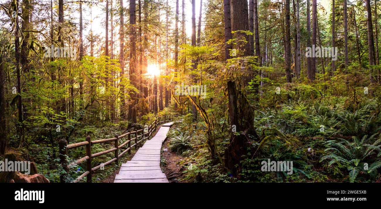 Lush forest trail with sunlight coming through trees, walking path ...