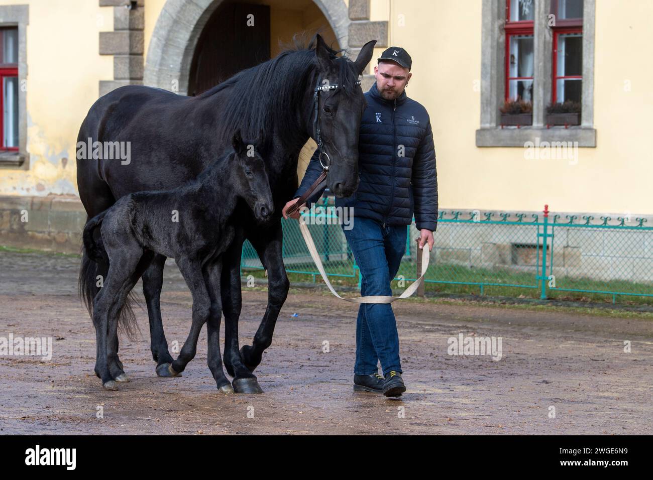 Slatinany, Czech Republic. 04th Feb, 2024. The first Black Kladruber ...