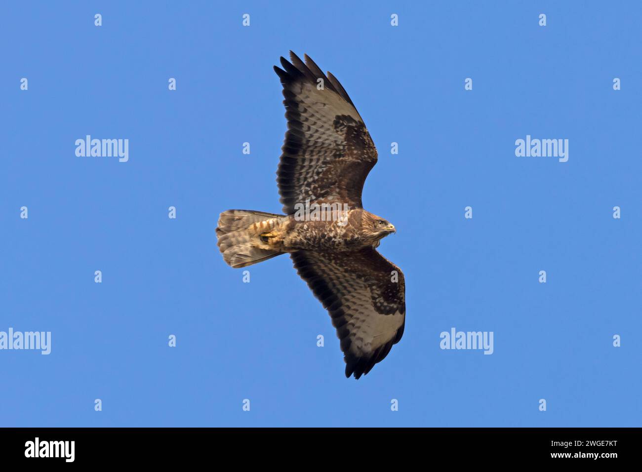 Common buzzard in flight with blue sky background Stock Photo - Alamy