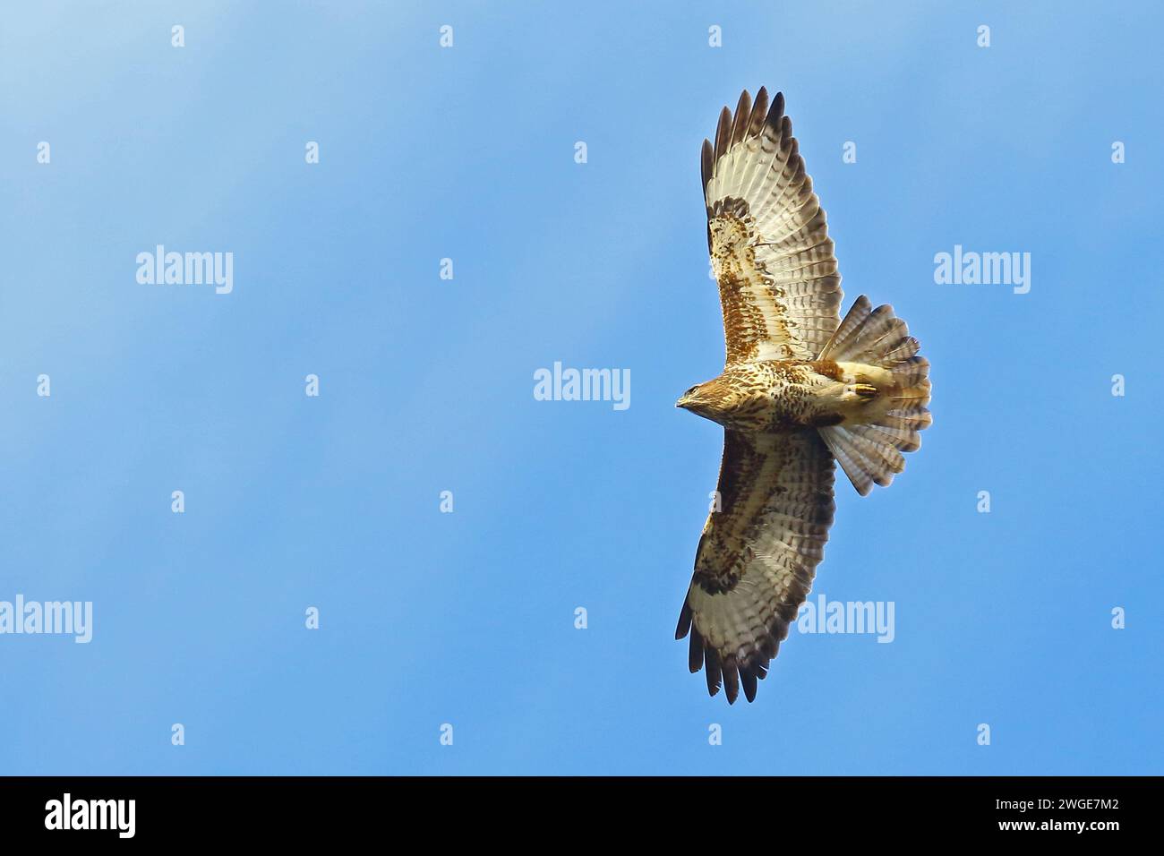 Common buzzard in flight with blue sky background Stock Photo - Alamy