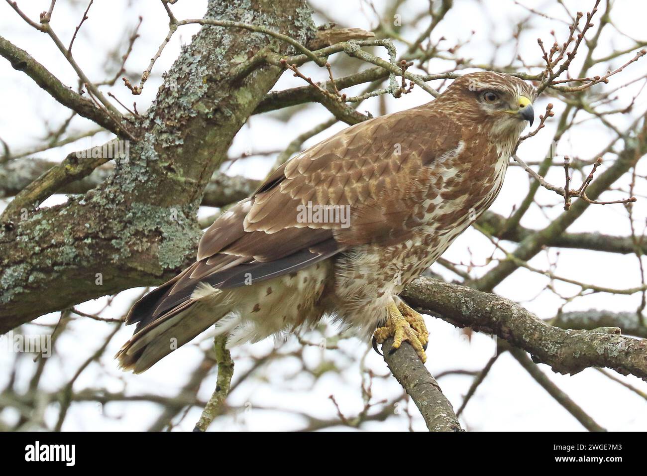 Buzzard large bird prey hi-res stock photography and images - Alamy