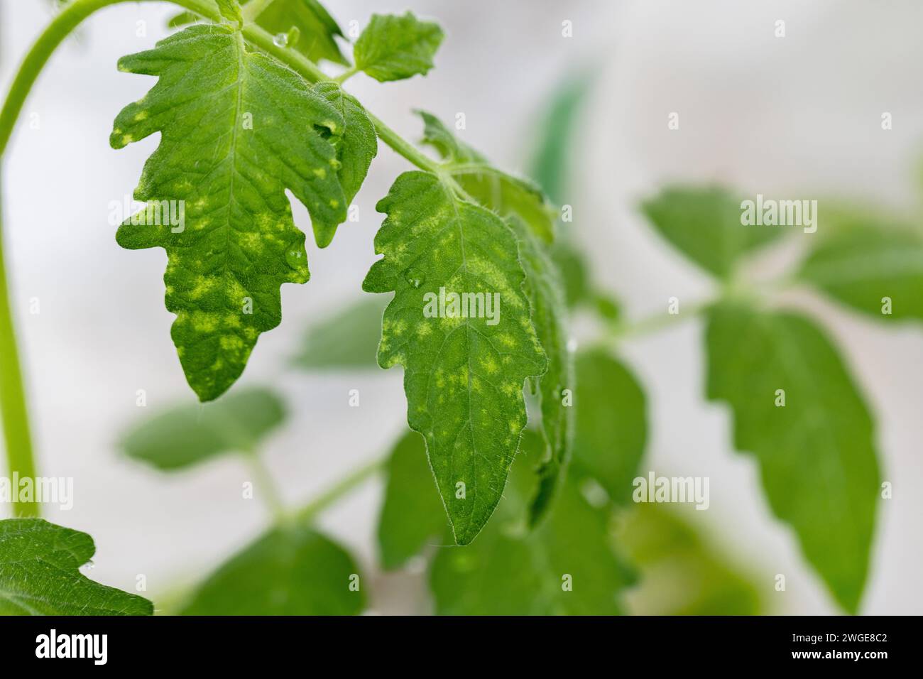 Diseased potato plant hi-res stock photography and images - Alamy