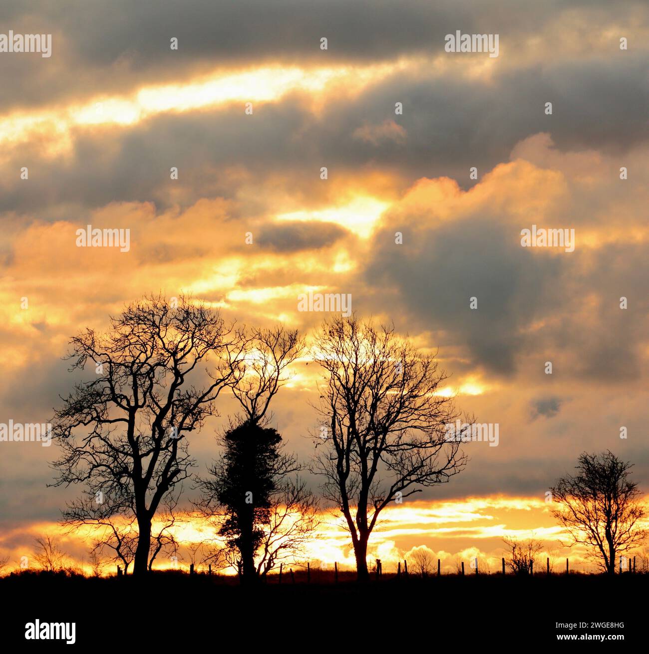 Tree silhouettes at sunrise Stock Photo - Alamy
