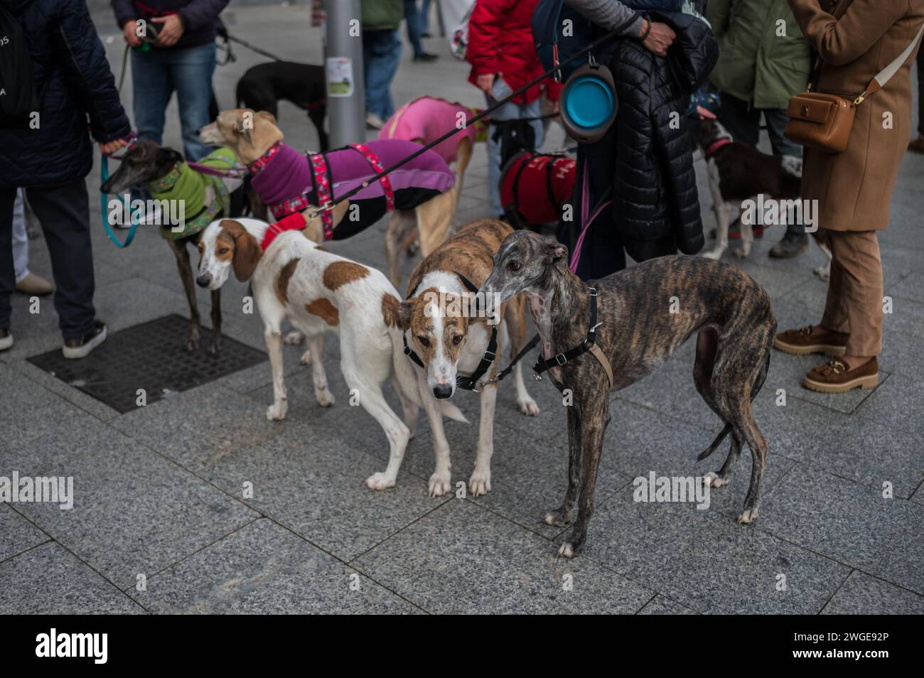 Thousands of people demonstrate in Spain to demand an end to hunting ...