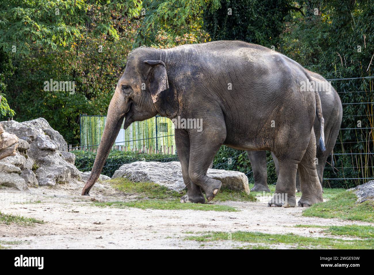The Asian elephant, Elephas maximus also called Asiatic elephant, is ...