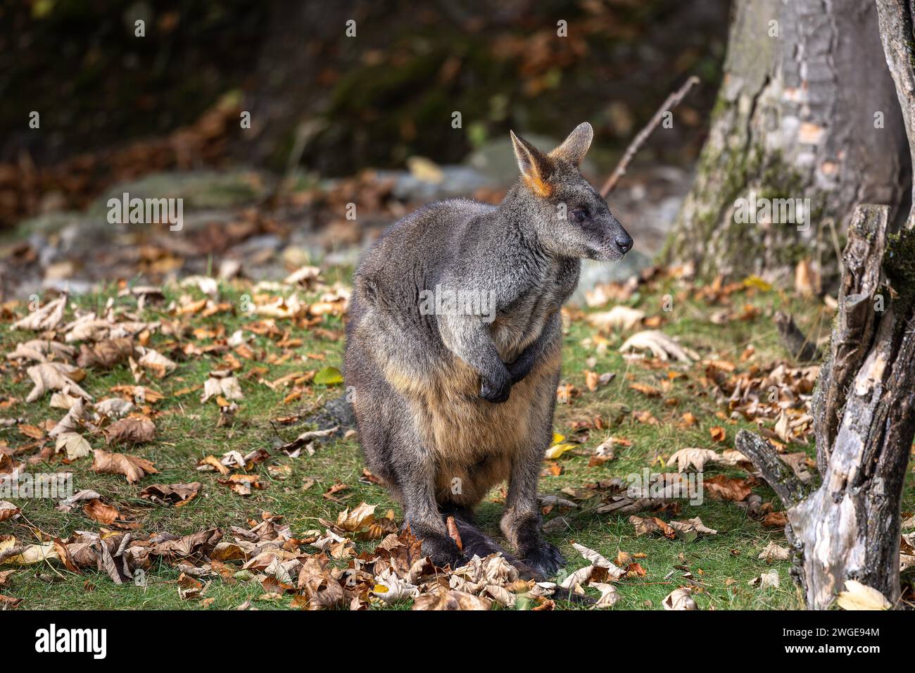 Swamp Wallaby, Wallabia bicolor, is one of the smaller kangaroos. This ...