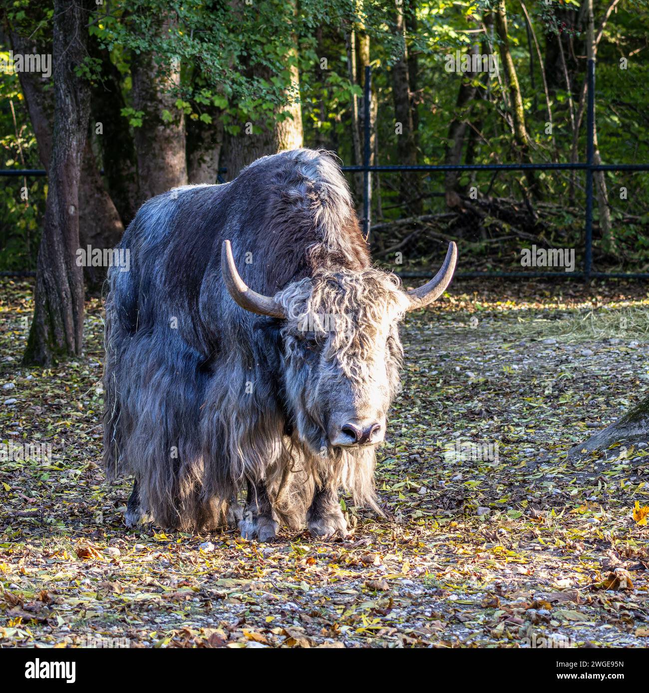 The domestic yak, Bos grunniens is a long-haired domesticated bovid found throughout the ...