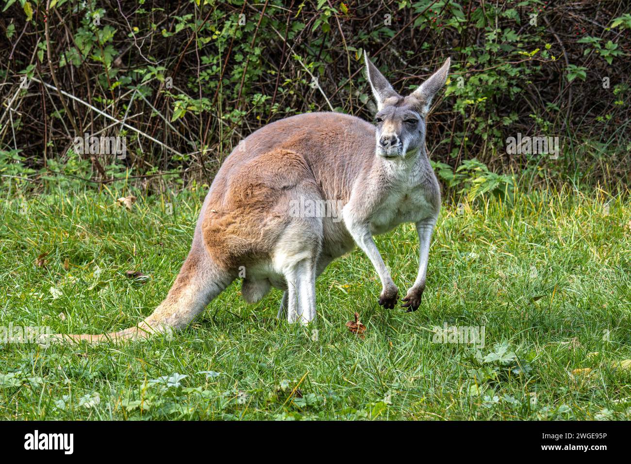 The red kangaroo, Macropus rufus is the largest of all kangaroos, the ...