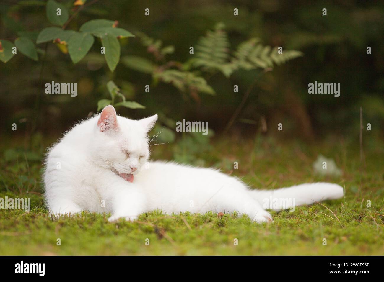 All white cat with blue eyes laying outside on the grass in the summer season under the leaves ...