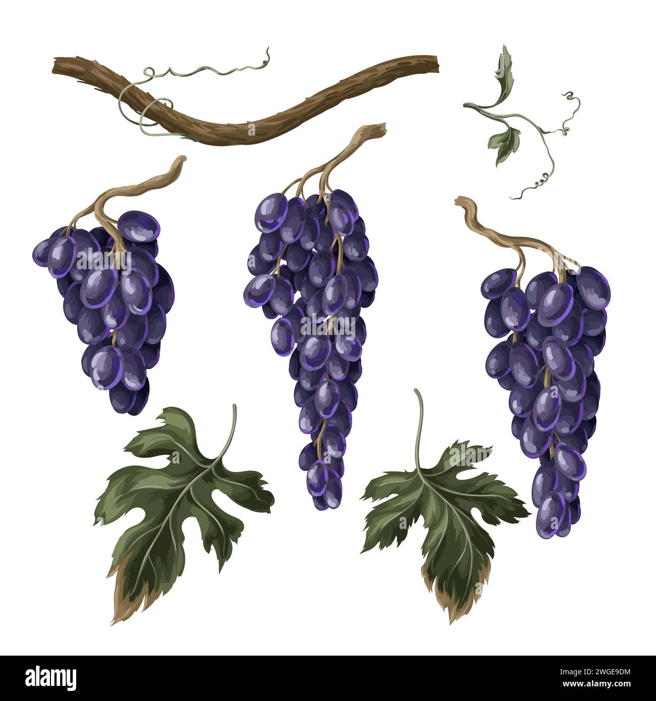 Blue grapes drawing Stock Vector Images - Alamy