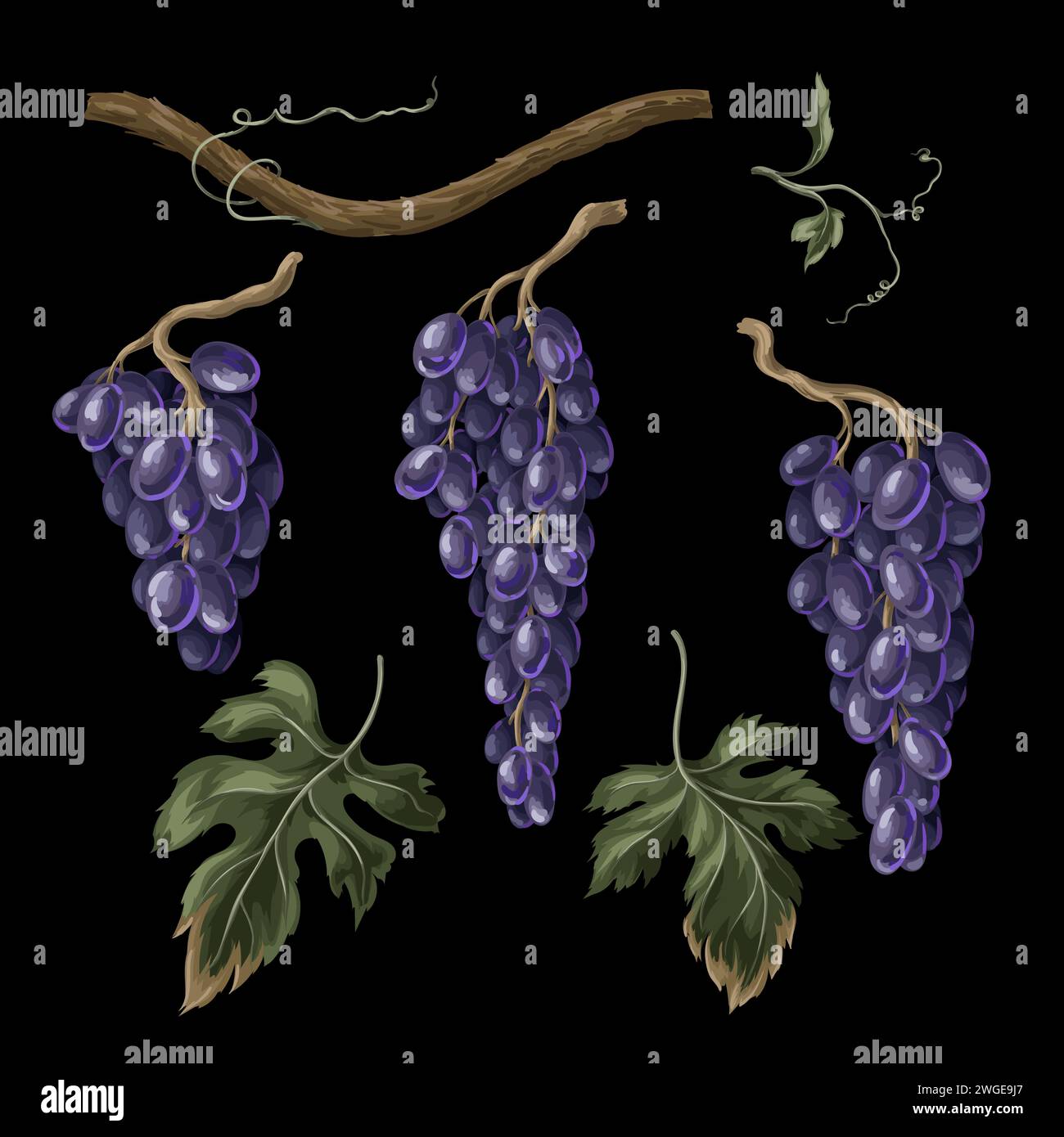 Engraving on blue paper Stock Vector Images - Alamy