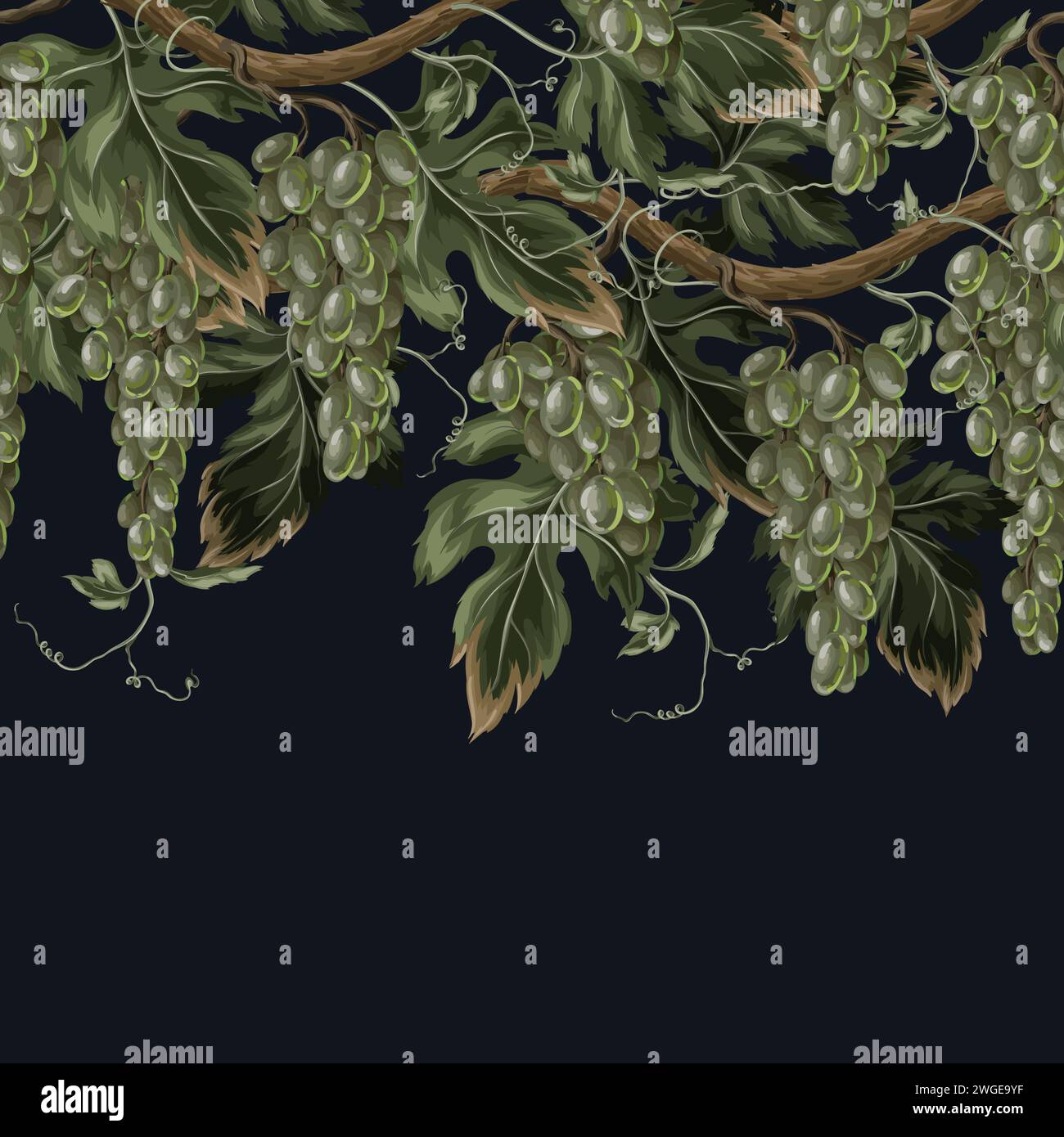 Decorative border grapes hi-res stock photography and images - Alamy