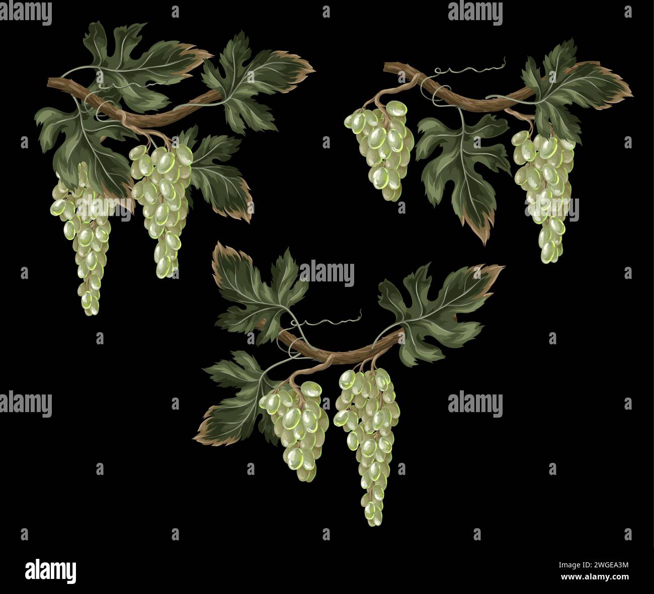 Branches white grape in Stock Vector Images - Alamy