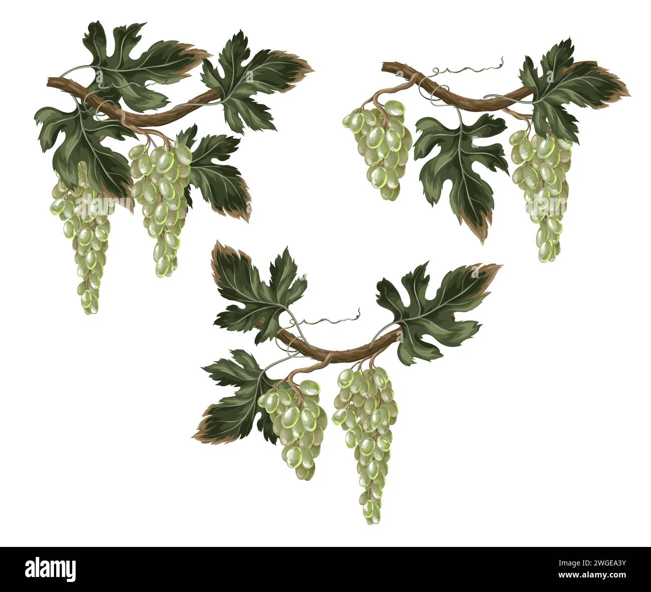 Green grapes branches isolated. Vector Stock Vector Image & Art - Alamy