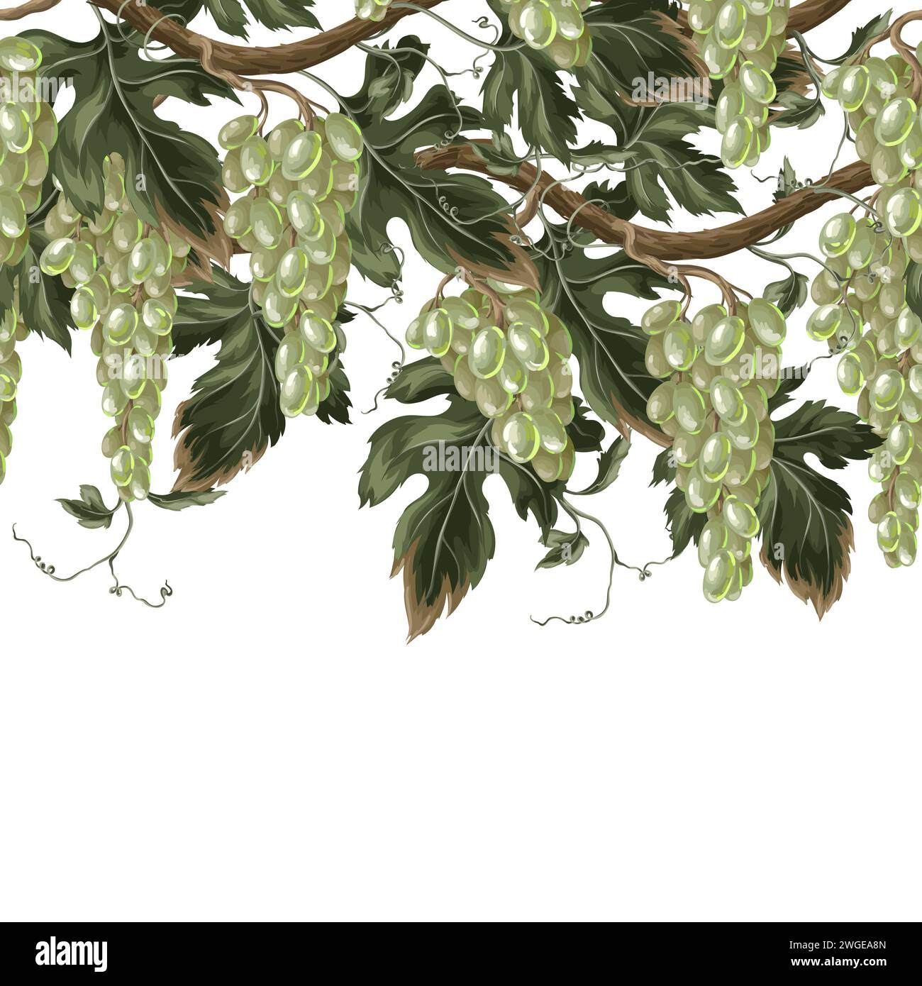 Border with green grapes branches. Vector Stock Vector Image & Art - Alamy