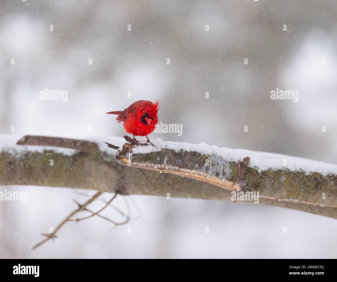 Male Northern cardinal perched on branch during snow storm Stock Photo ...