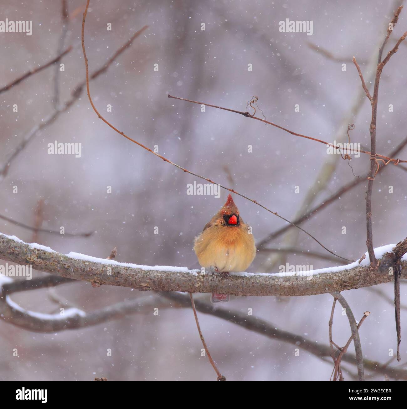 Female northern cardinal in snow hi-res stock photography and images ...