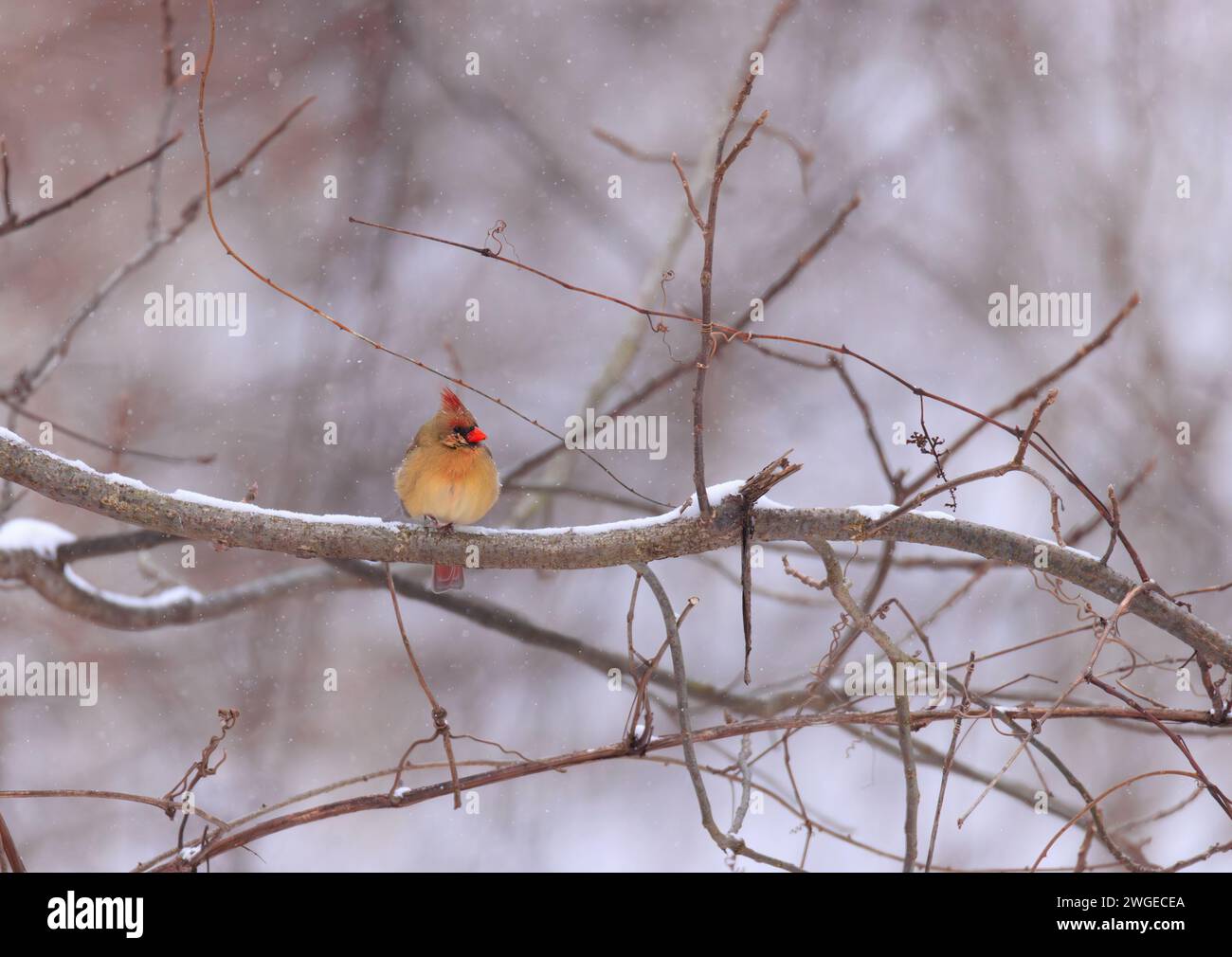 Female northern cardinal in snow hi-res stock photography and images ...