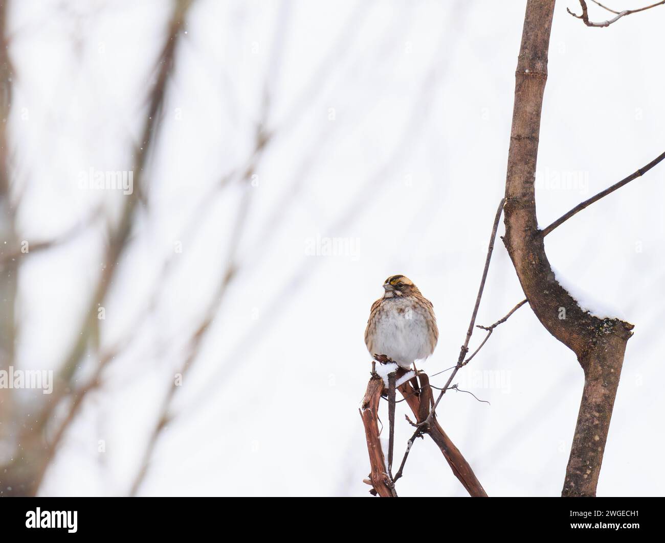 Perching atop a tree hi-res stock photography and images - Alamy