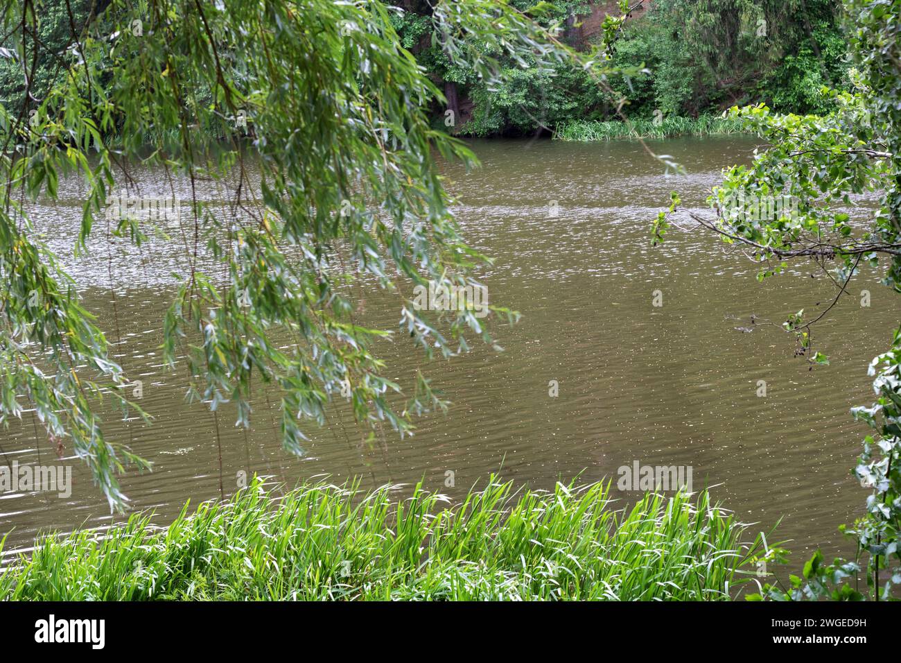 photography, tree, river, nature, water, foliage, rural scene, summer ...