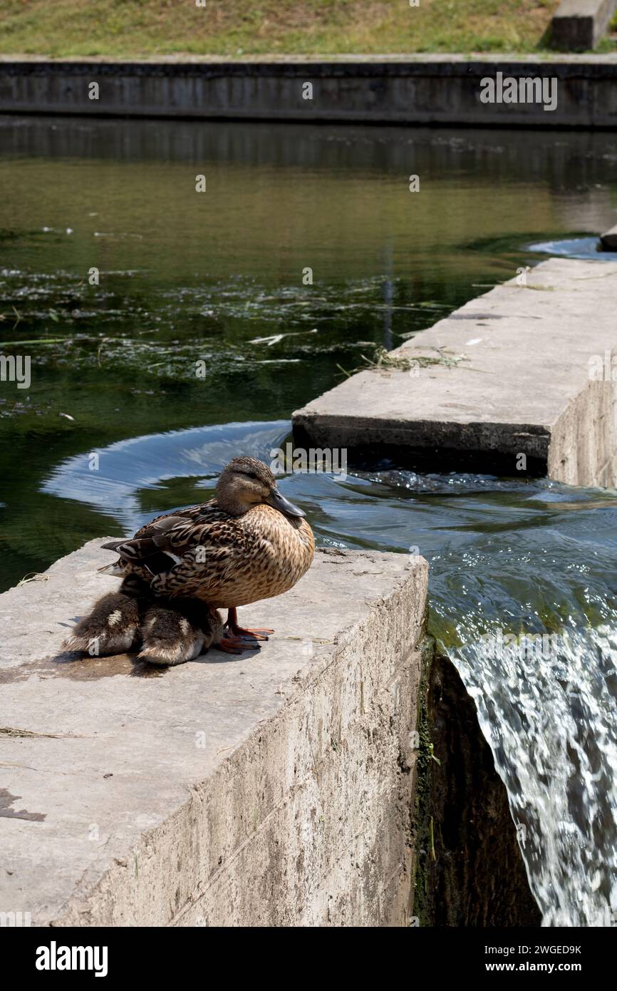 photography, bird, animals in the wild, outdoors, water, wildlife, lake ...