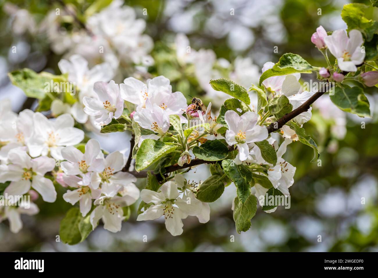 Honey Bee Pollinating Apple Blossoms Stock Photo - Alamy