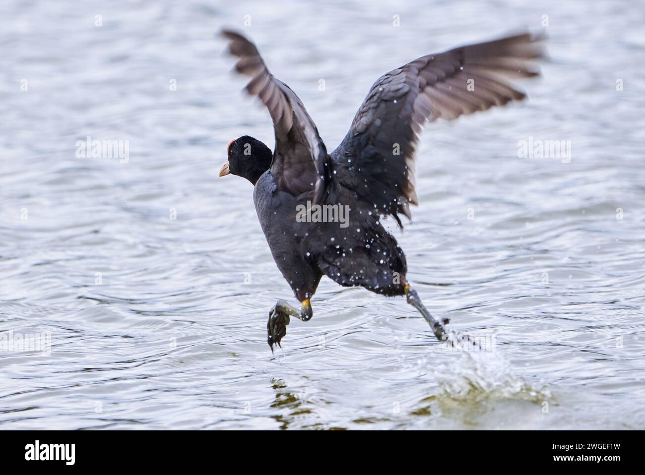 Eurasian Coot running on water ( Fulica Atra Stock Photo - Alamy