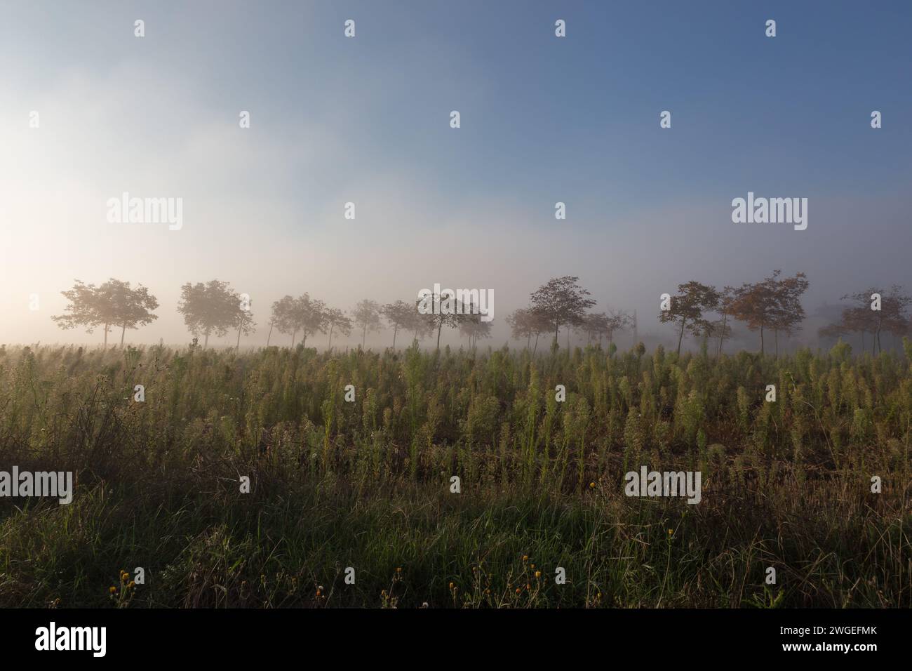 Distant trees texture background hi-res stock photography and images ...