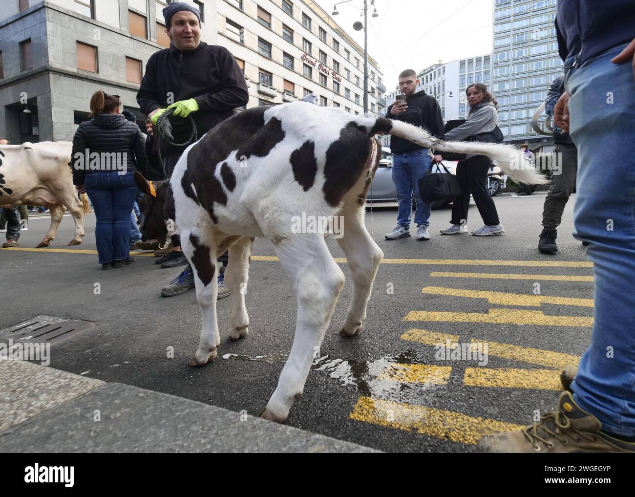 Milan, . 04th Feb, 2024. The picturesque farmers' protest against the ...
