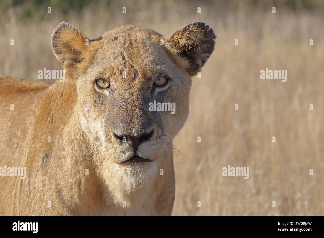 Afrikanischer Löwe / African lion / Panthera leo Stock Photo - Alamy