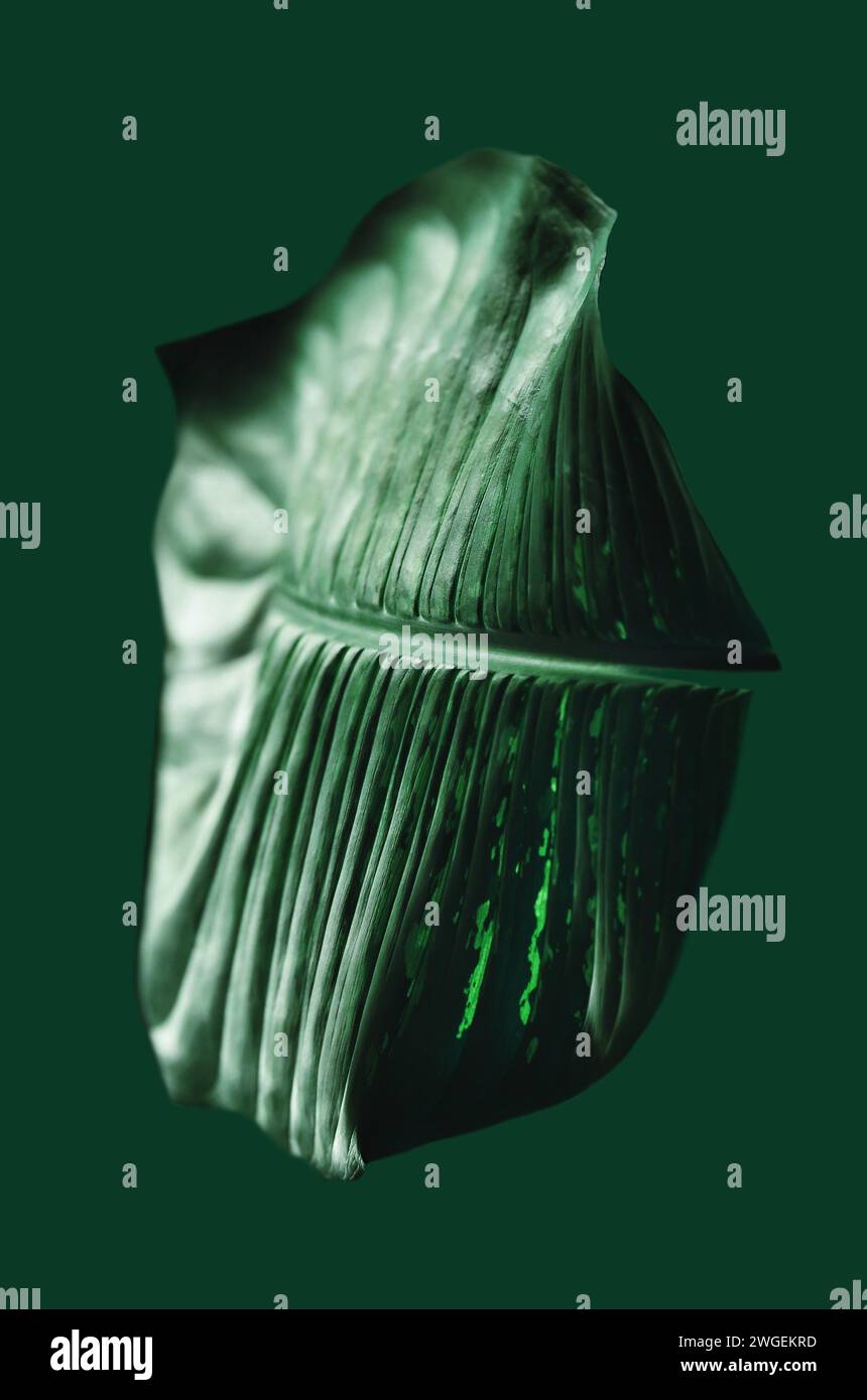 Dieffenbachia/Dumb cane plant single leaf fragments. Abstract artistic ...