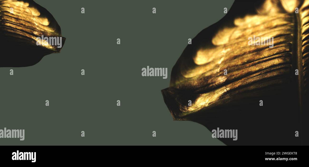 Dieffenbachia/Dumb cane plant single leaf fragments. Abstract artistic ...