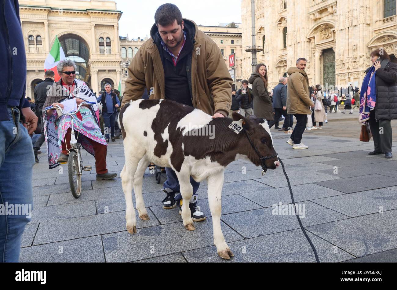 Milan, . 04th Feb, 2024. The picturesque farmers' protest against the ...