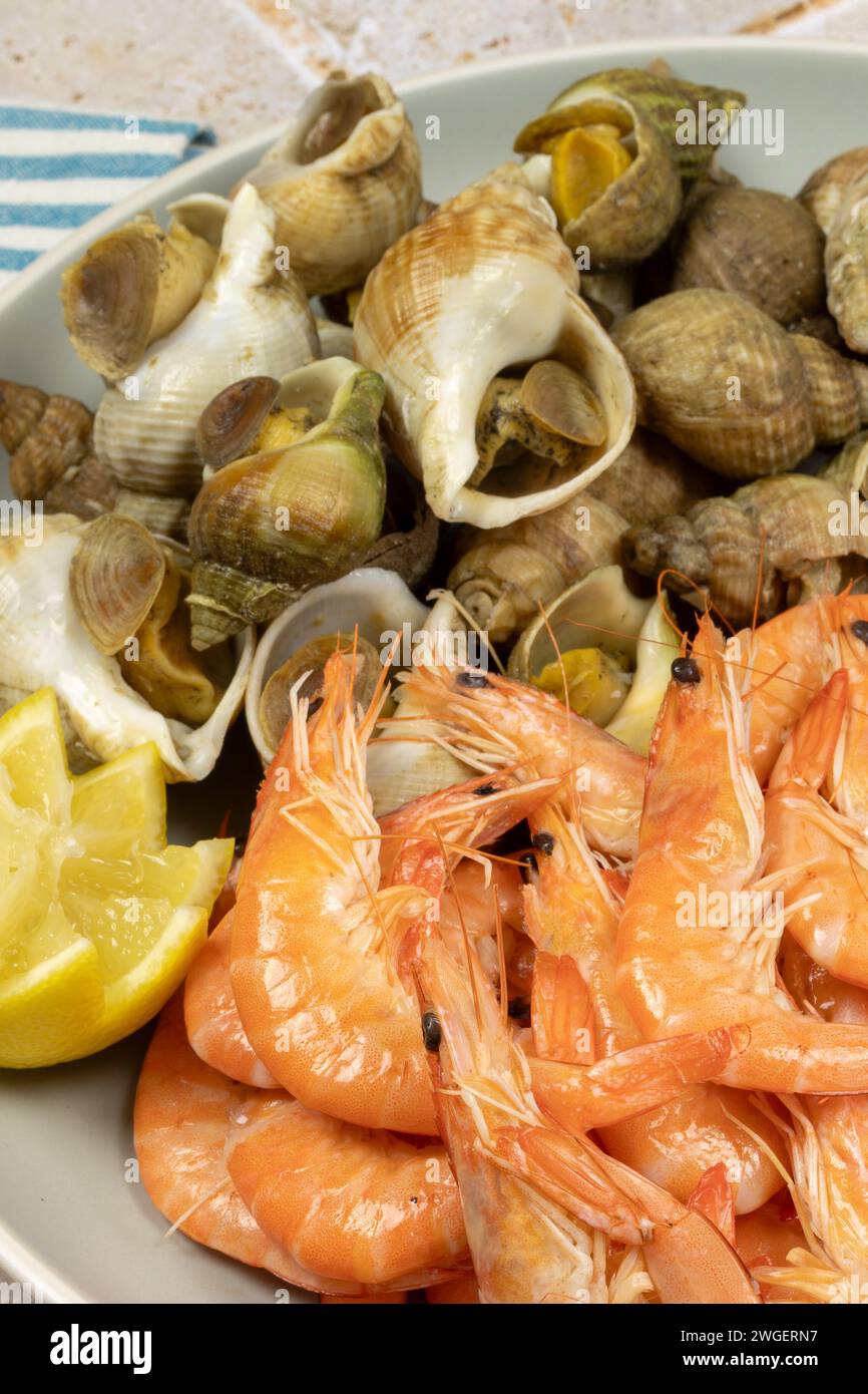 Whelks close up hi-res stock photography and images - Alamy