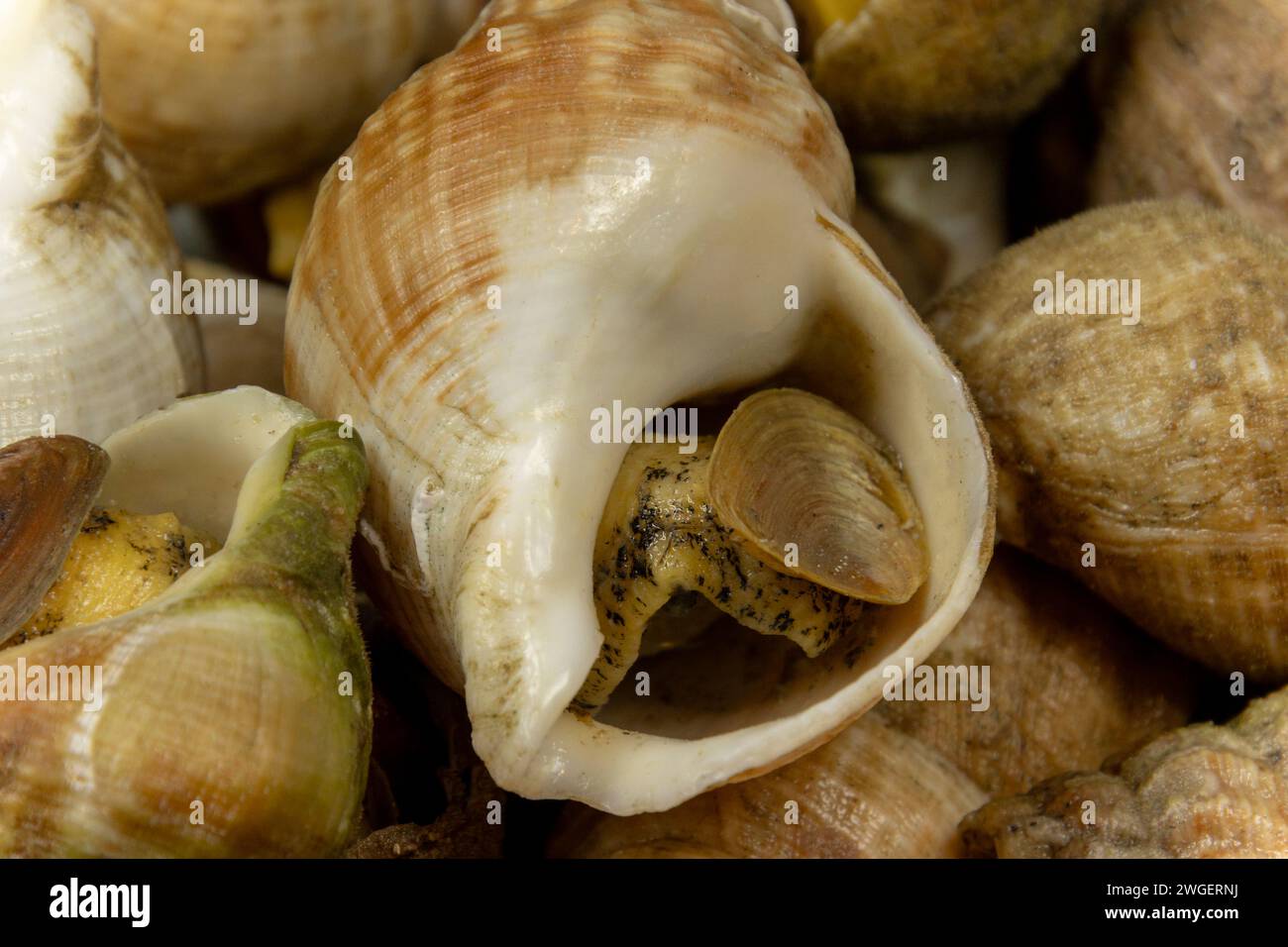 Cooked whelks hi-res stock photography and images - Alamy