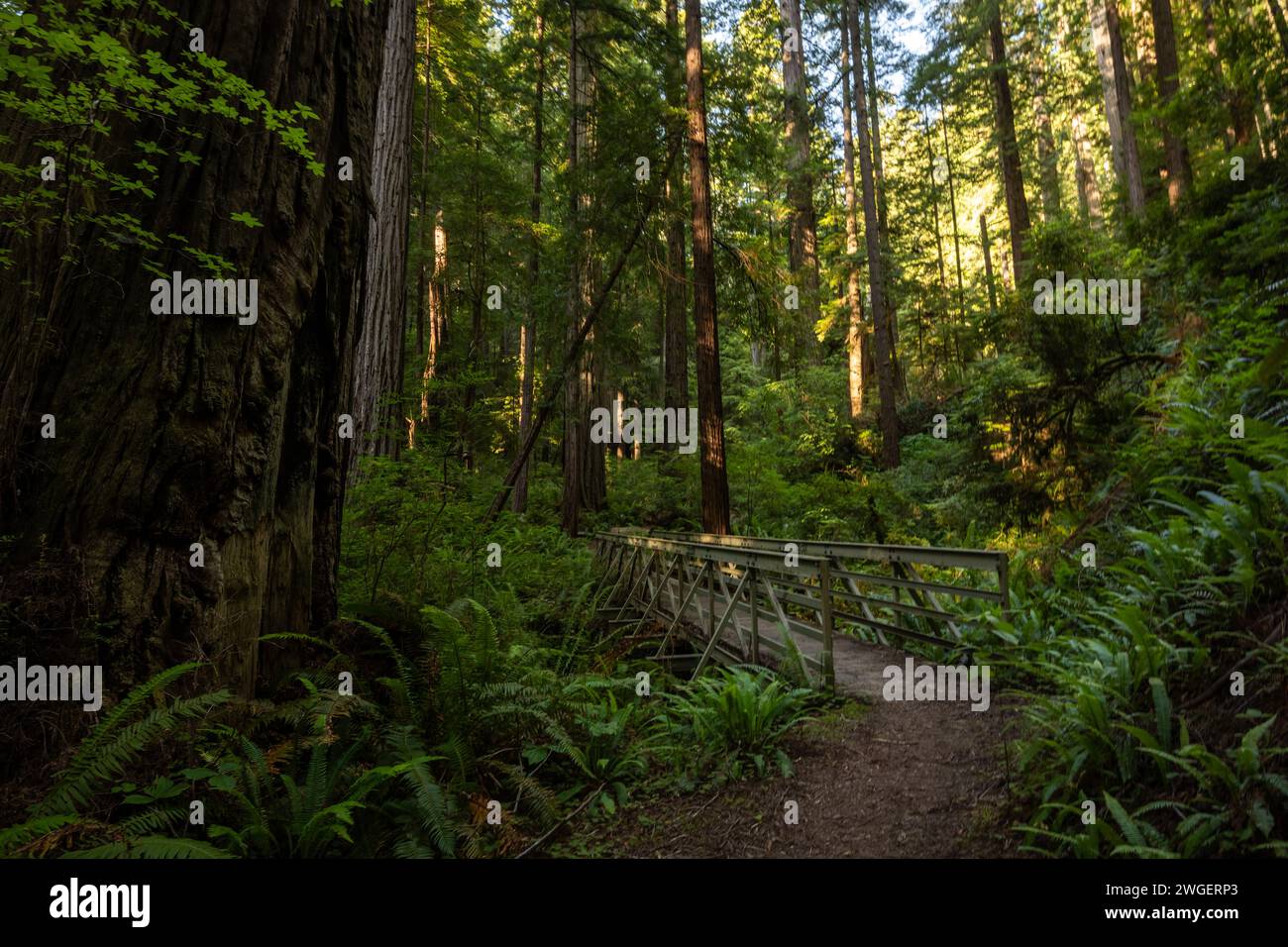 Metal Bridge Crosses Creek In Redwood Forest in National Park Stock ...