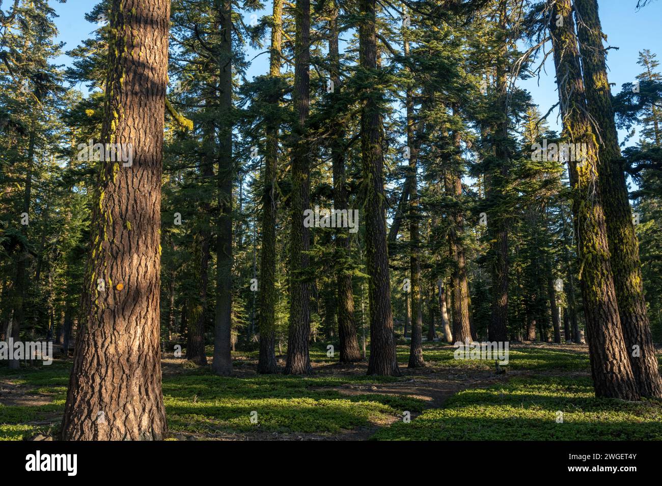 Moss Covered Trees Line The Trail To Prospect Peak in Lassen Volcanic ...