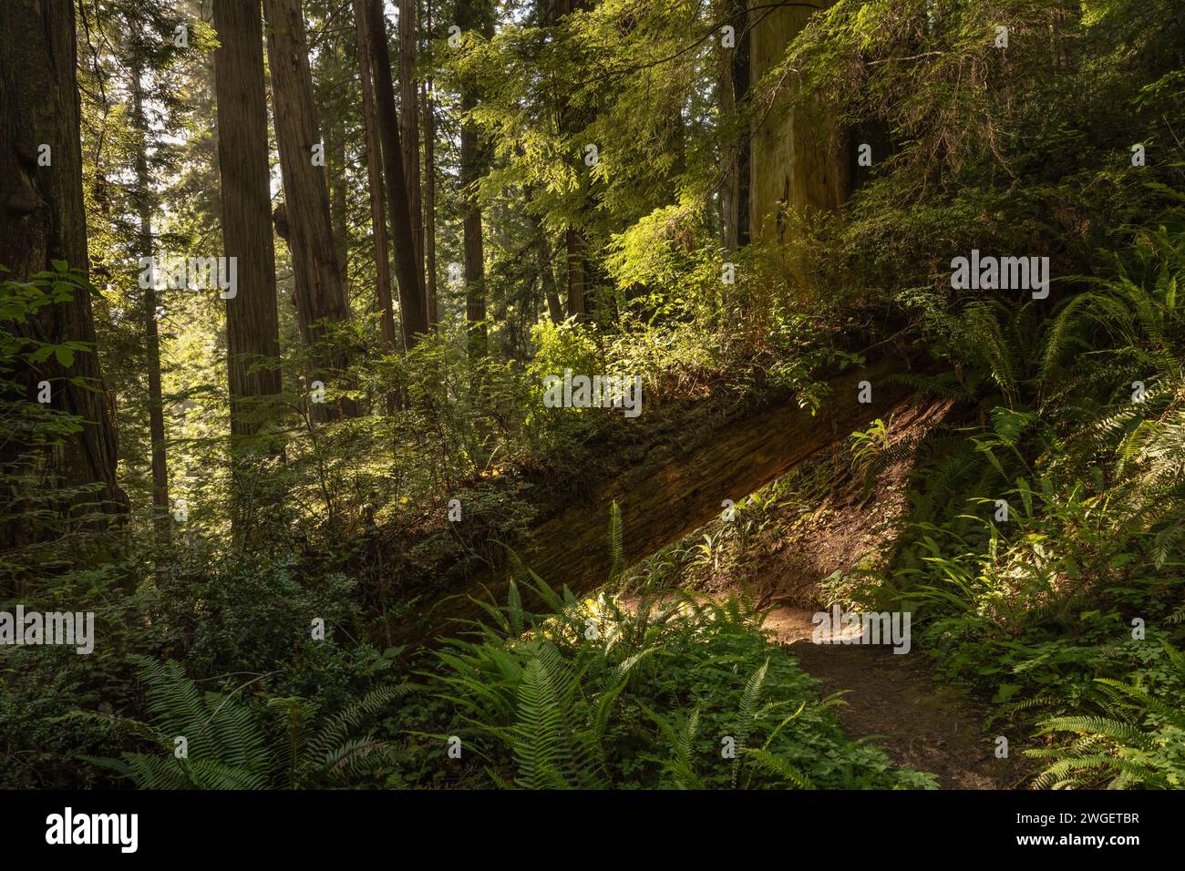 Nursery Tree Grows Thick After Falling Across Trail in Redwood National ...