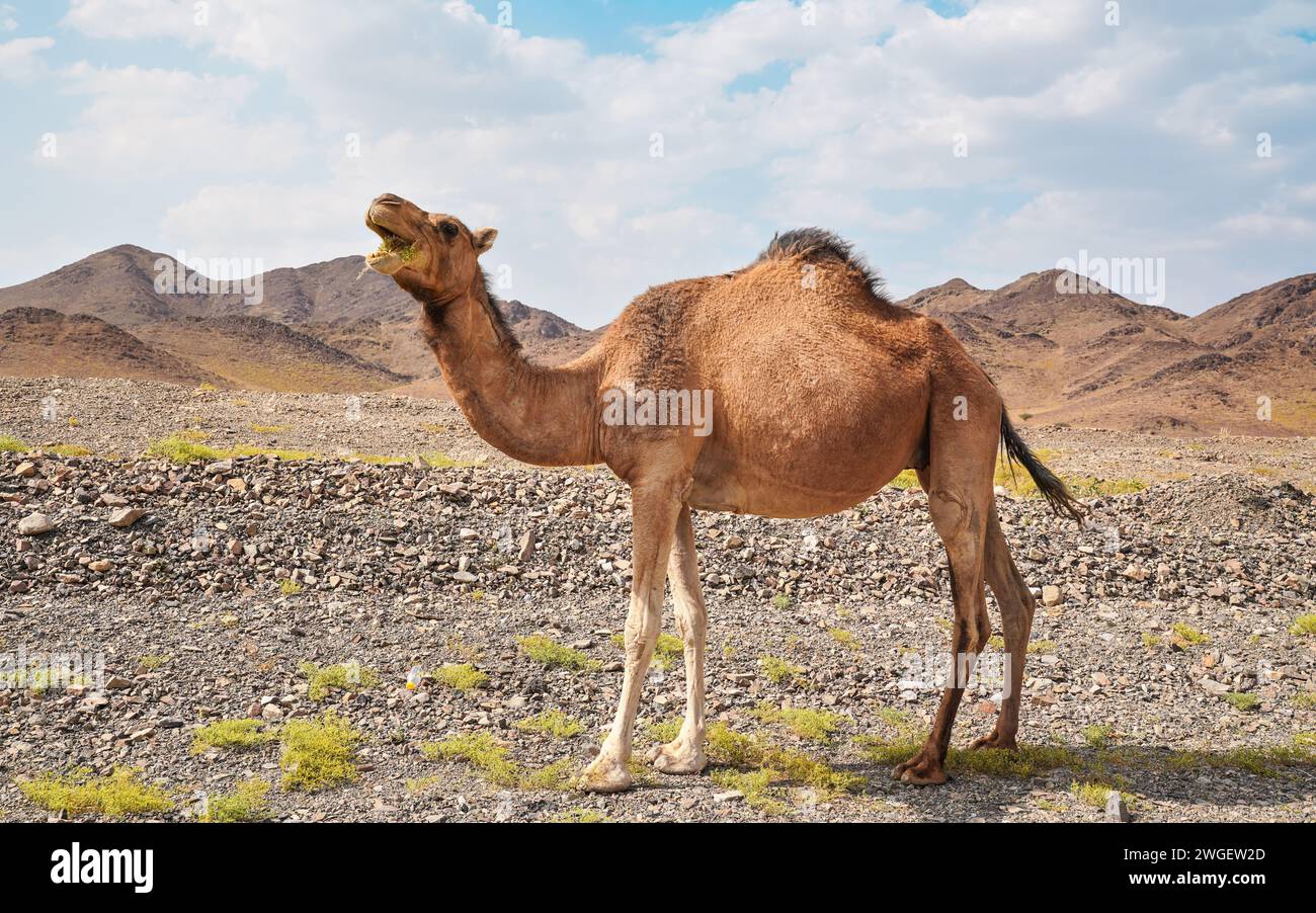 Light brown camel grazing on small grass patches in arid desert, small ...
