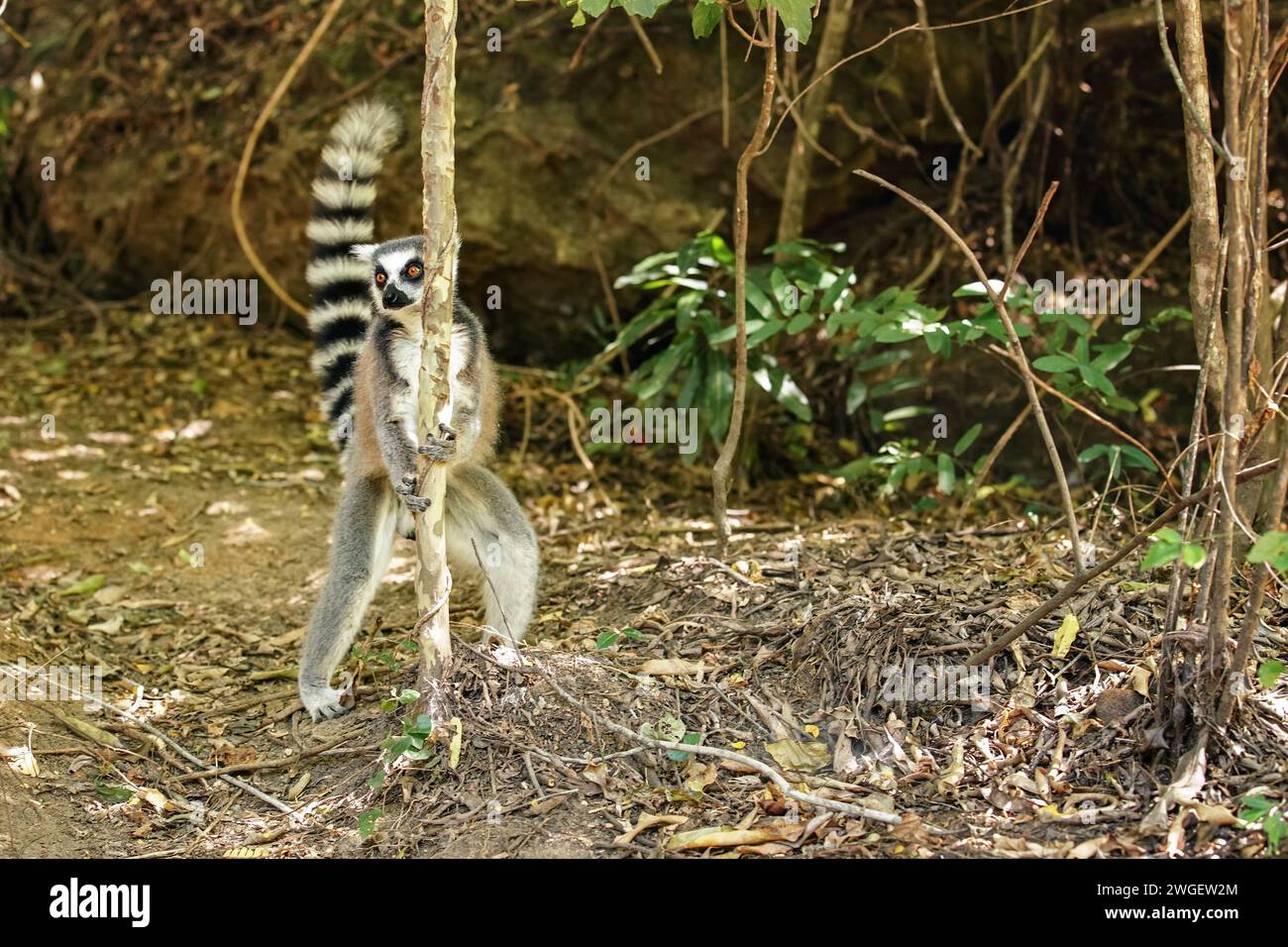 Madagascar endemic ring-tailed strepsirrhini - Lemur catta - in natural jungle habitat, standing ...