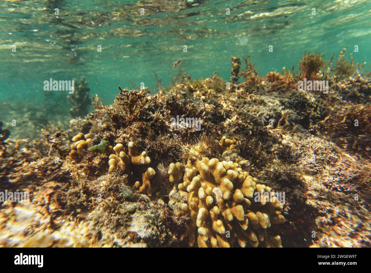 Madagascar marine life hi-res stock photography and images - Alamy