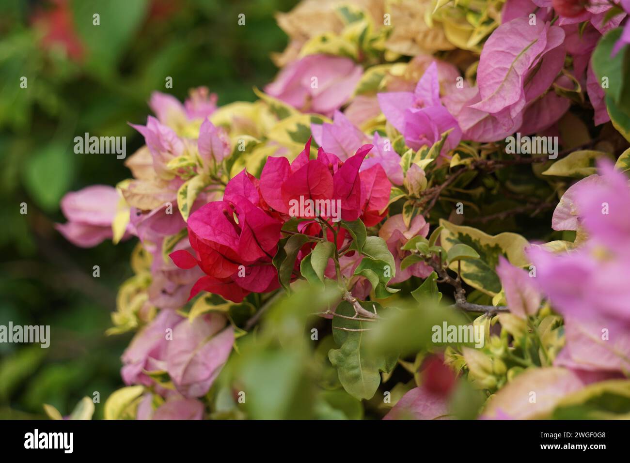 The exotic bougainvillea (Bunga kertas, bugenvil) flower in nature ...