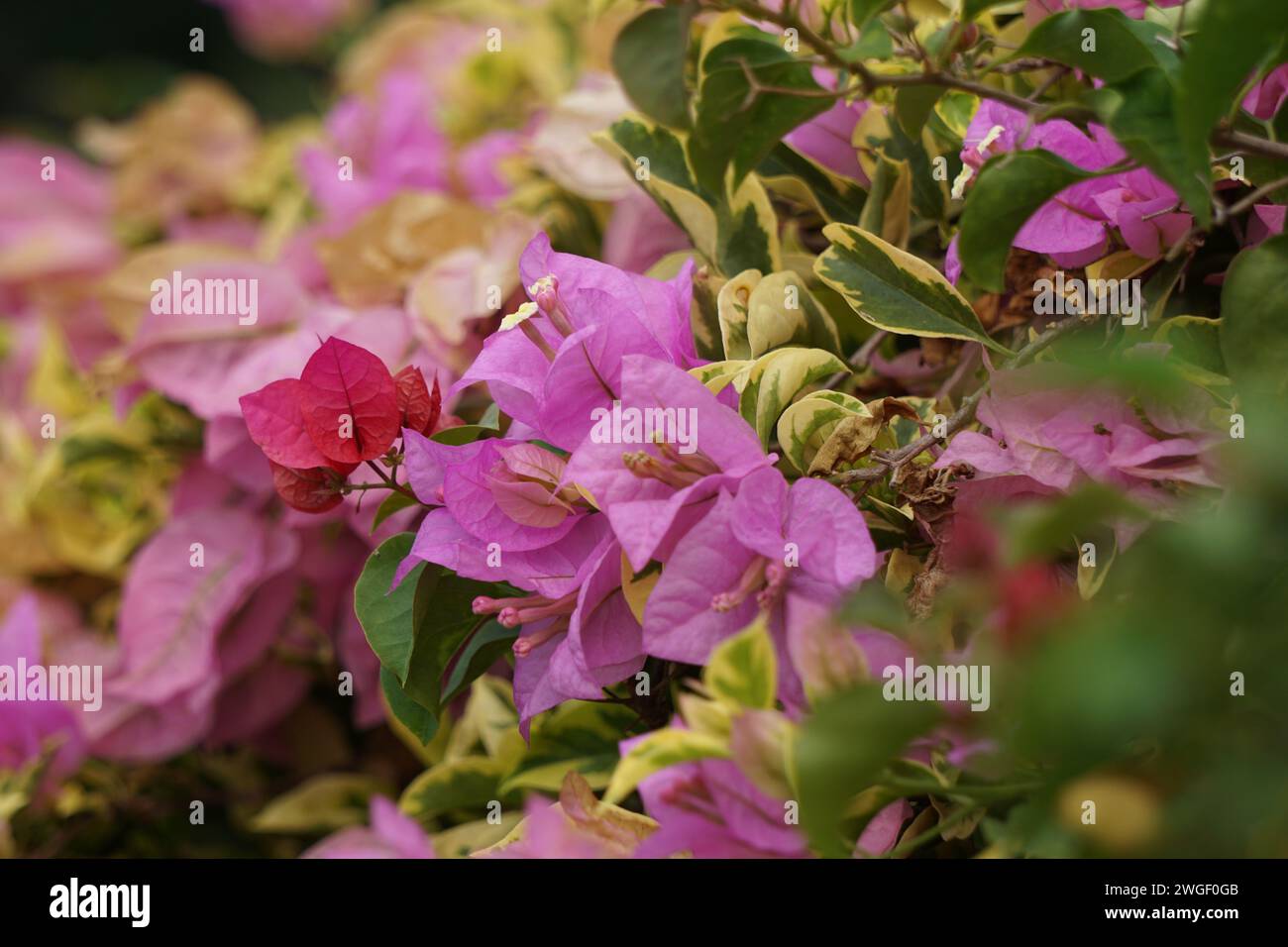 The exotic bougainvillea (Bunga kertas, bugenvil) flower in nature ...