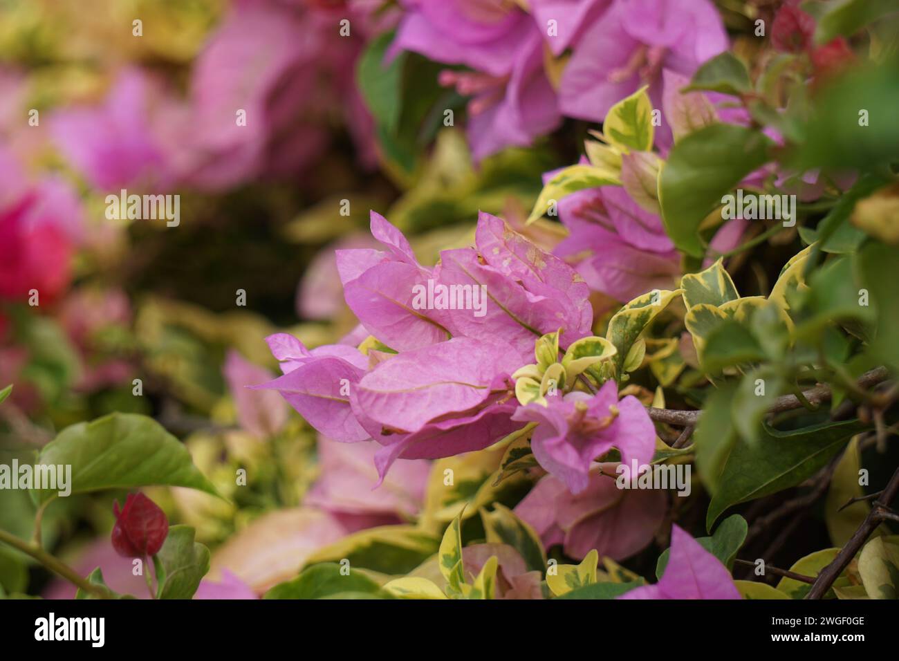 The exotic bougainvillea (Bunga kertas, bugenvil) flower in nature ...