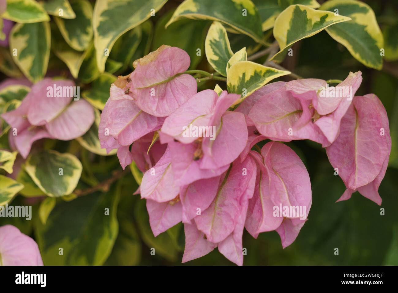The exotic bougainvillea (Bunga kertas, bugenvil) flower in nature ...