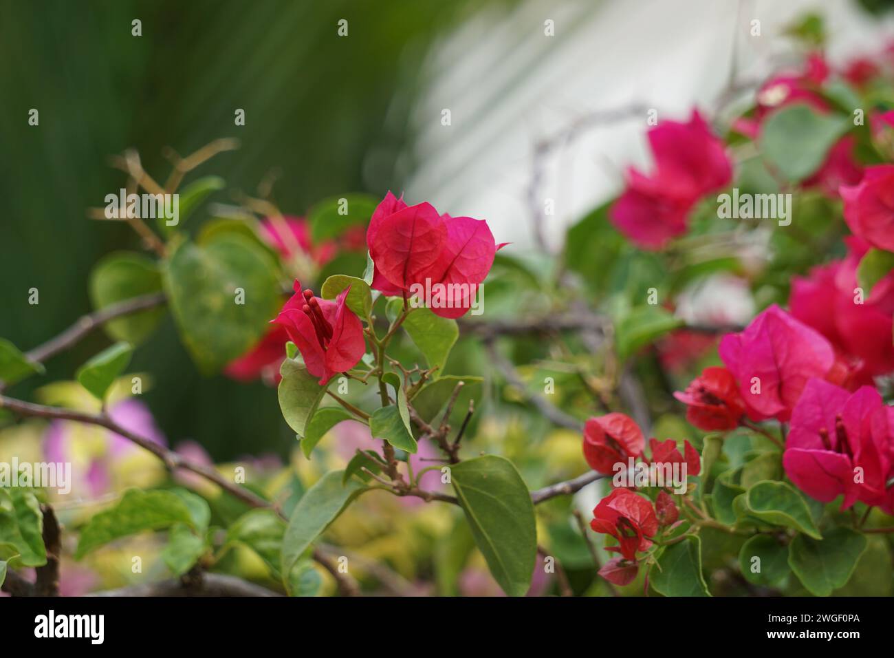 The exotic bougainvillea (Bunga kertas, bugenvil) flower in nature ...