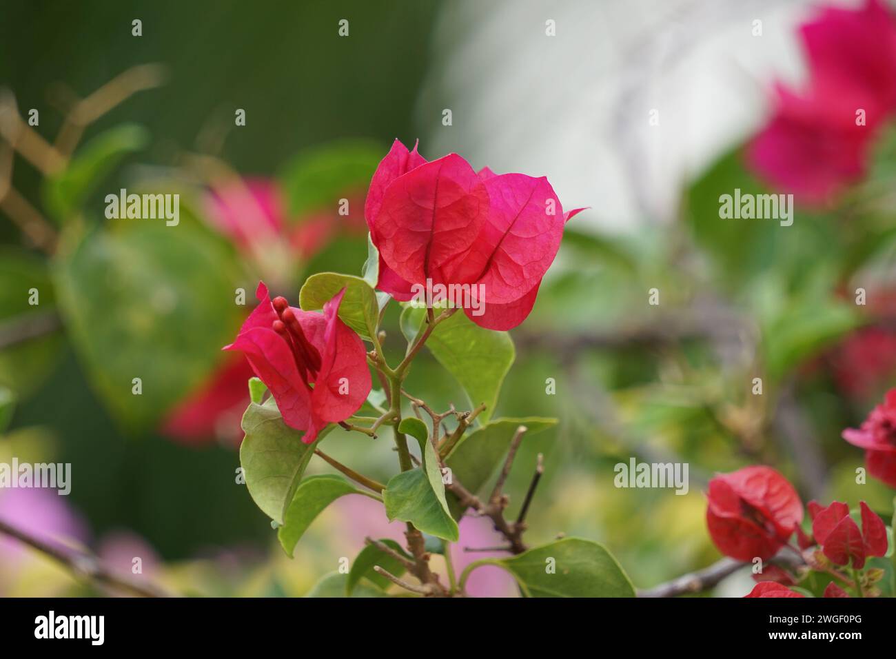 The exotic bougainvillea (Bunga kertas, bugenvil) flower in nature ...