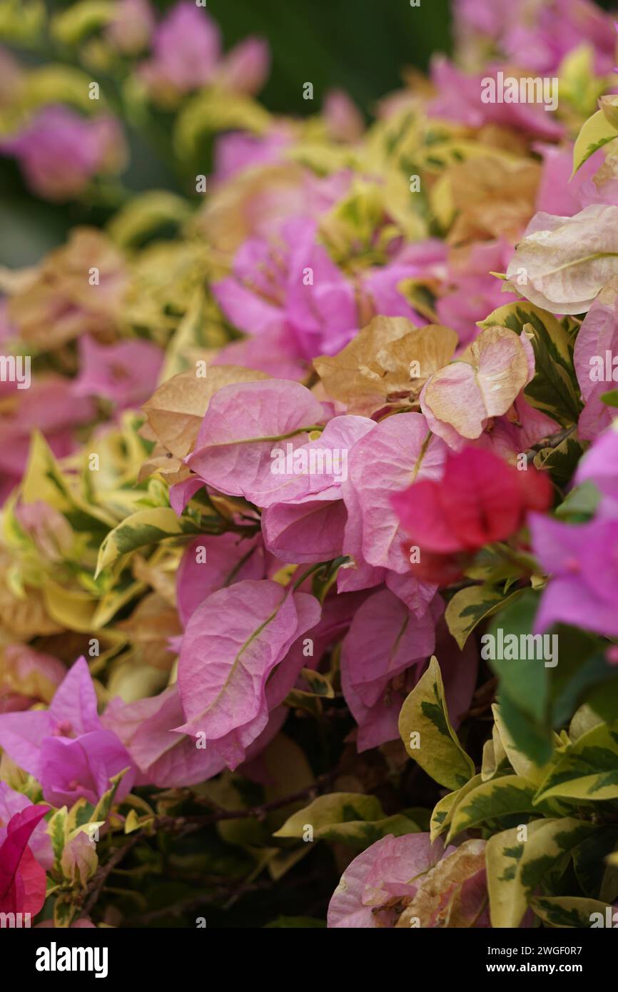 The exotic bougainvillea (Bunga kertas, bugenvil) flower in nature ...